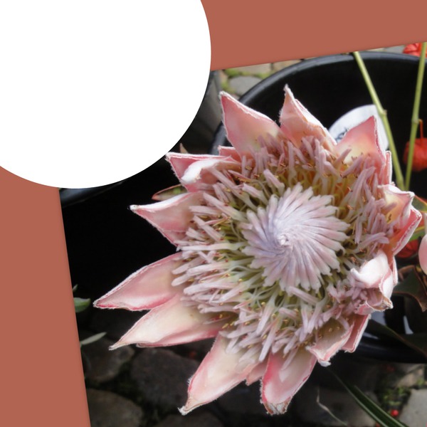 Prothea Aus Südafrika Photo Frame Effect | Pixiz