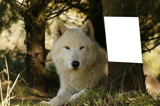 OIUY Montage photo | Pixiz