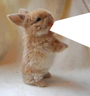 lapinou Montage photo | Pixiz