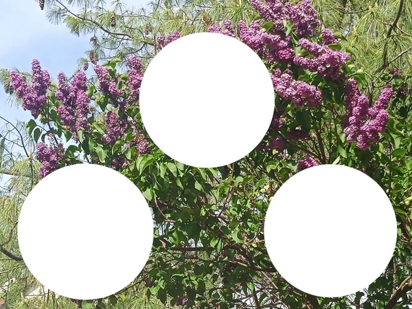 lilas Design Template | Pixiz