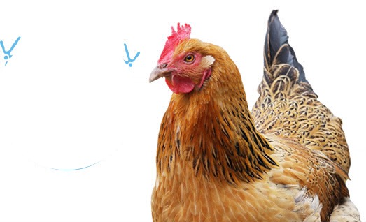 poula Montage photo | Pixiz