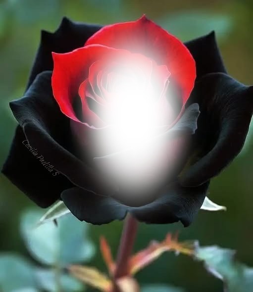 Cc Rosa Mixta Photo Frame Effect | Pixiz