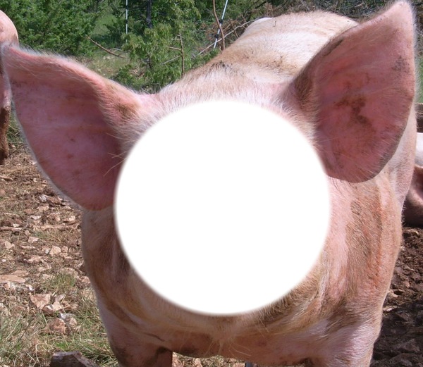 cochon Montage photo | Pixiz