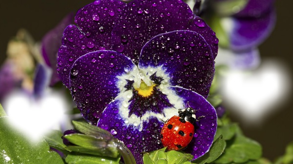 Love Montaje fotografico | Pixiz