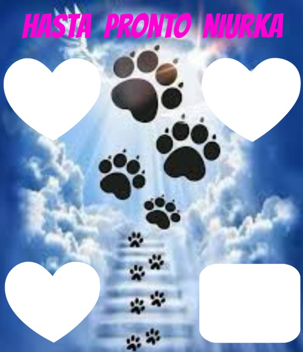 Niurka Design Template | Pixiz