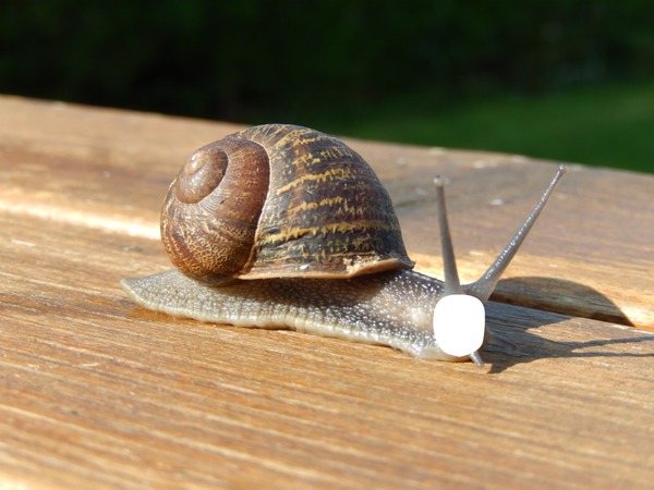 Escargo Photo Frame Effect | Pixiz