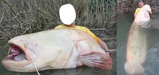 grosse barbotte Montaje Fotografico | Pixiz