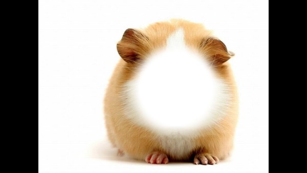 Cuy Photo Frame Effect | Pixiz