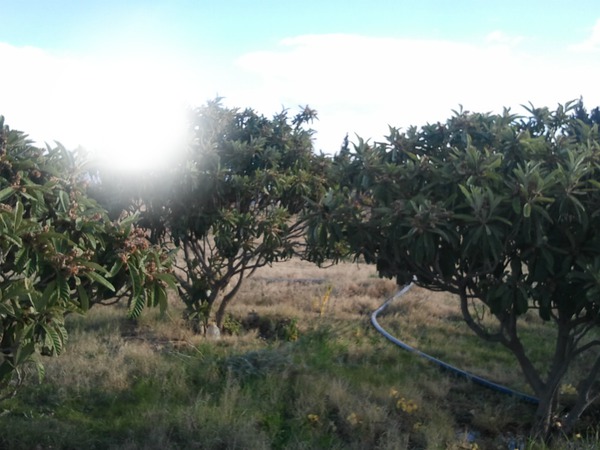 Paront Photo Frame Effect | Pixiz