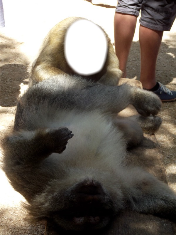 Singe Photo Frame Effect | Pixiz