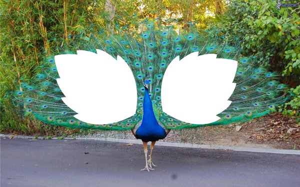 Belen Design Template | Pixiz