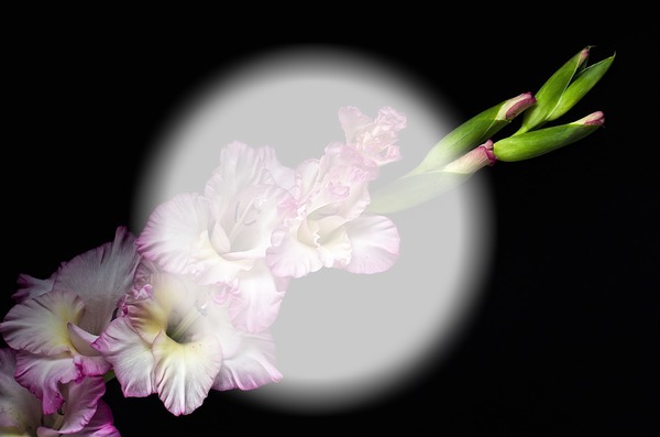 percy Design Template | Pixiz