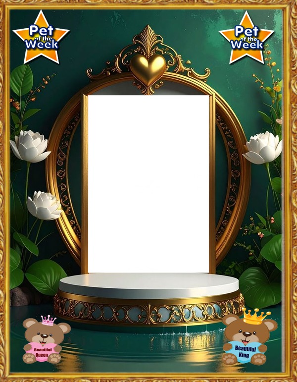 Congratulations Photo Frame Effect | Pixiz