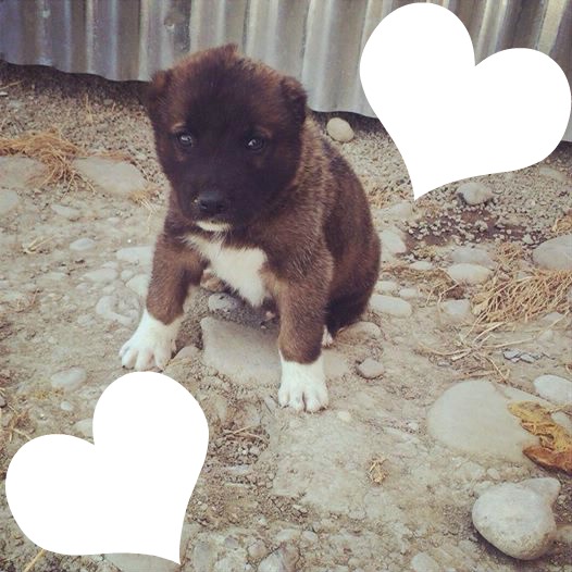 qraf Montaje fotografico | Pixiz