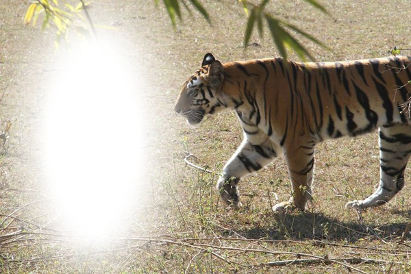 ابوعلي Montaje Fotografico | Pixiz