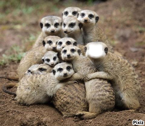 animal Montage photo | Pixiz