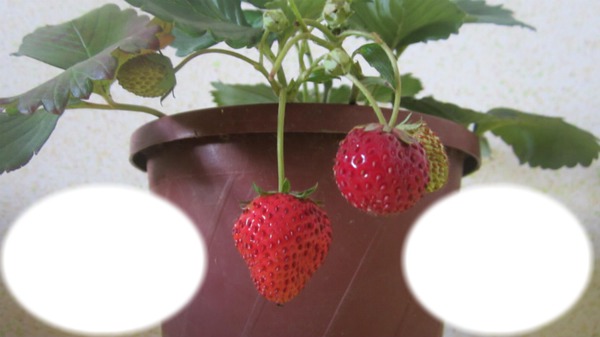 fraises Design Template | Pixiz