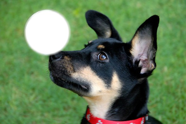 caine Design Template | Pixiz