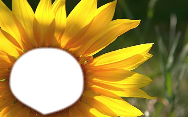 ;jlkjl Design Template | Pixiz