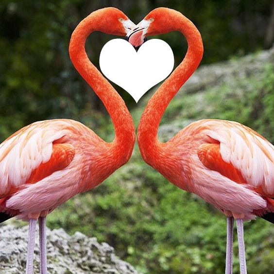 Aline Montaje fotografico | Pixiz