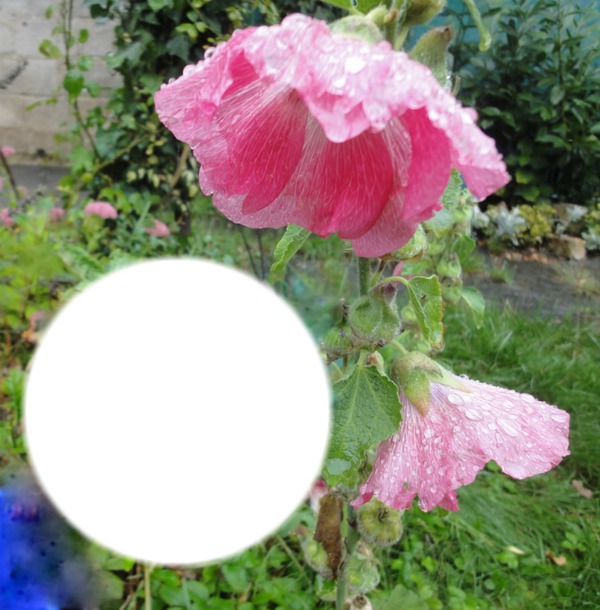 Bauernrose, Rosarot Photo Frame Effect | Pixiz