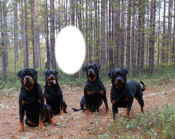 dghjk Montage photo | Pixiz