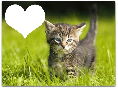 chatton Montaje fotografico | Pixiz