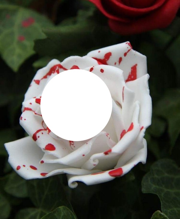 Trop beau Montage photo | Pixiz