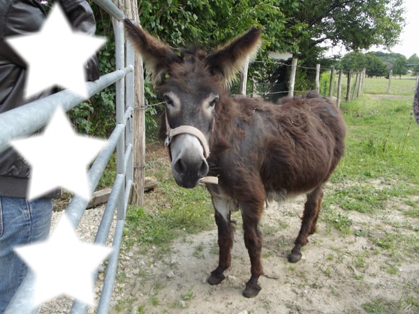 Anesse Photo Frame Effect | Pixiz