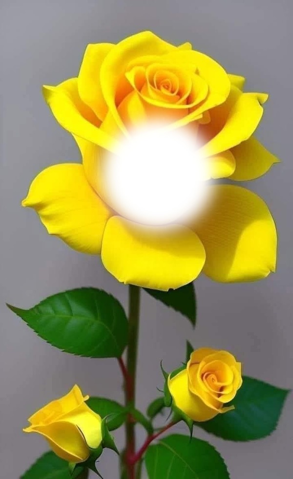 Rosa Photo Frame Effect | Pixiz