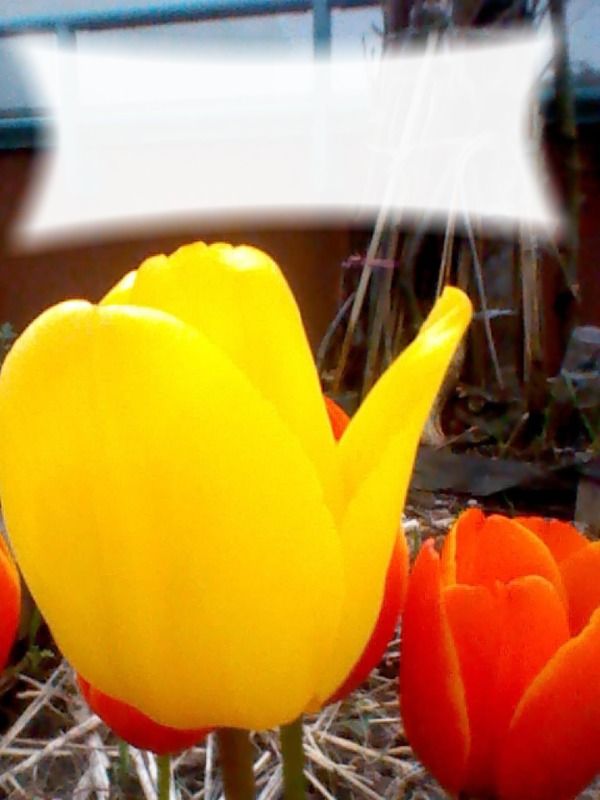 de fluer 2 Montage photo | Pixiz